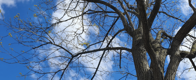 Alles over bomen in de winter • BB bomen