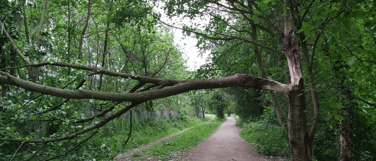 Beoordeel de Windbestendigheid van Bomen in je Tuin